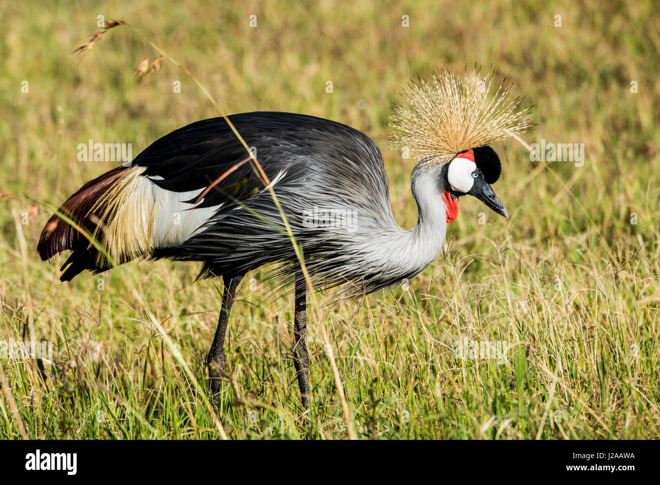 East Africa, Kenya, Maasai Mara National Reserve, Mara Conservancy ...