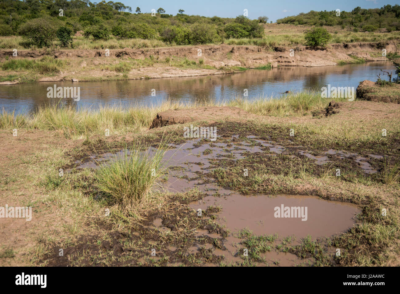 East Africa, Kenya, Maasai Mara National Reserve, Mara Conservancy ...