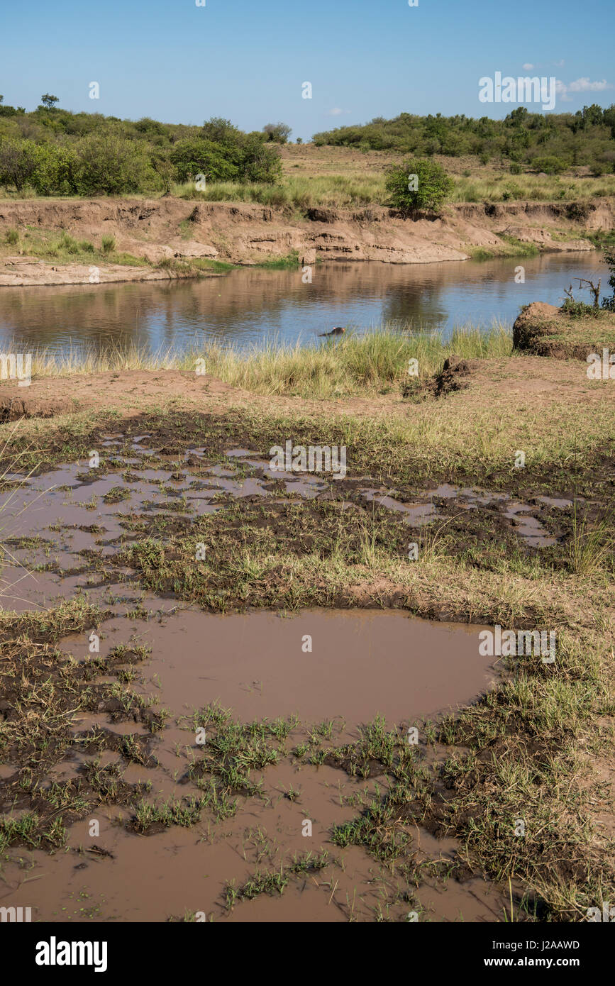 East Africa, Kenya, Maasai Mara National Reserve, Mara Conservancy ...