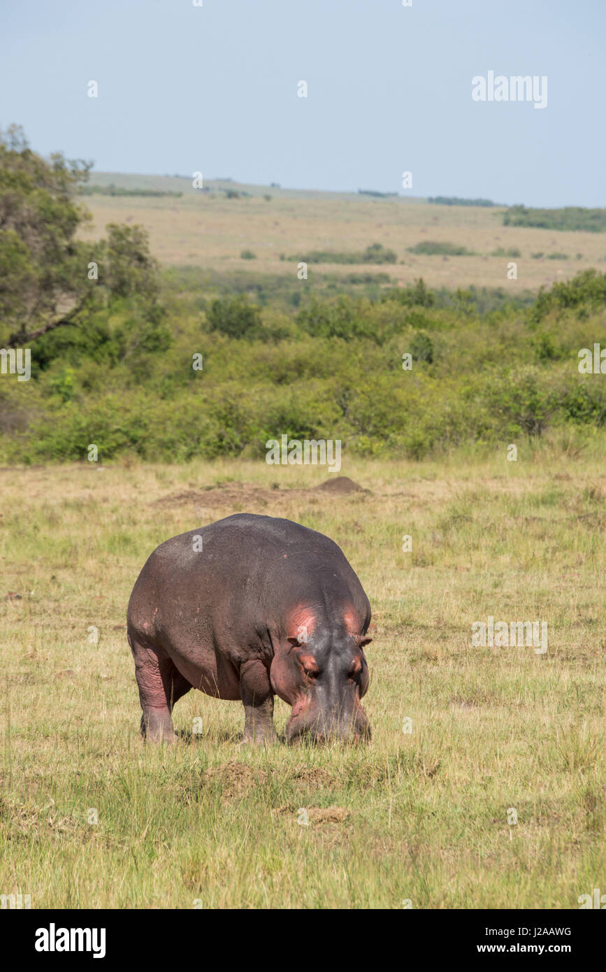 East Africa, Kenya, Maasai Mara National Reserve, Mara Conservancy ...