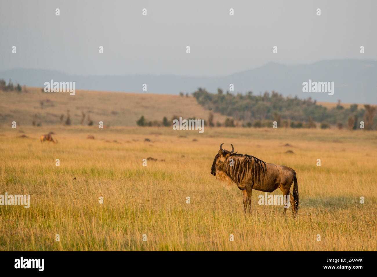 East Africa, Kenya, Maasai Mara National Reserve, Mara Conservancy ...