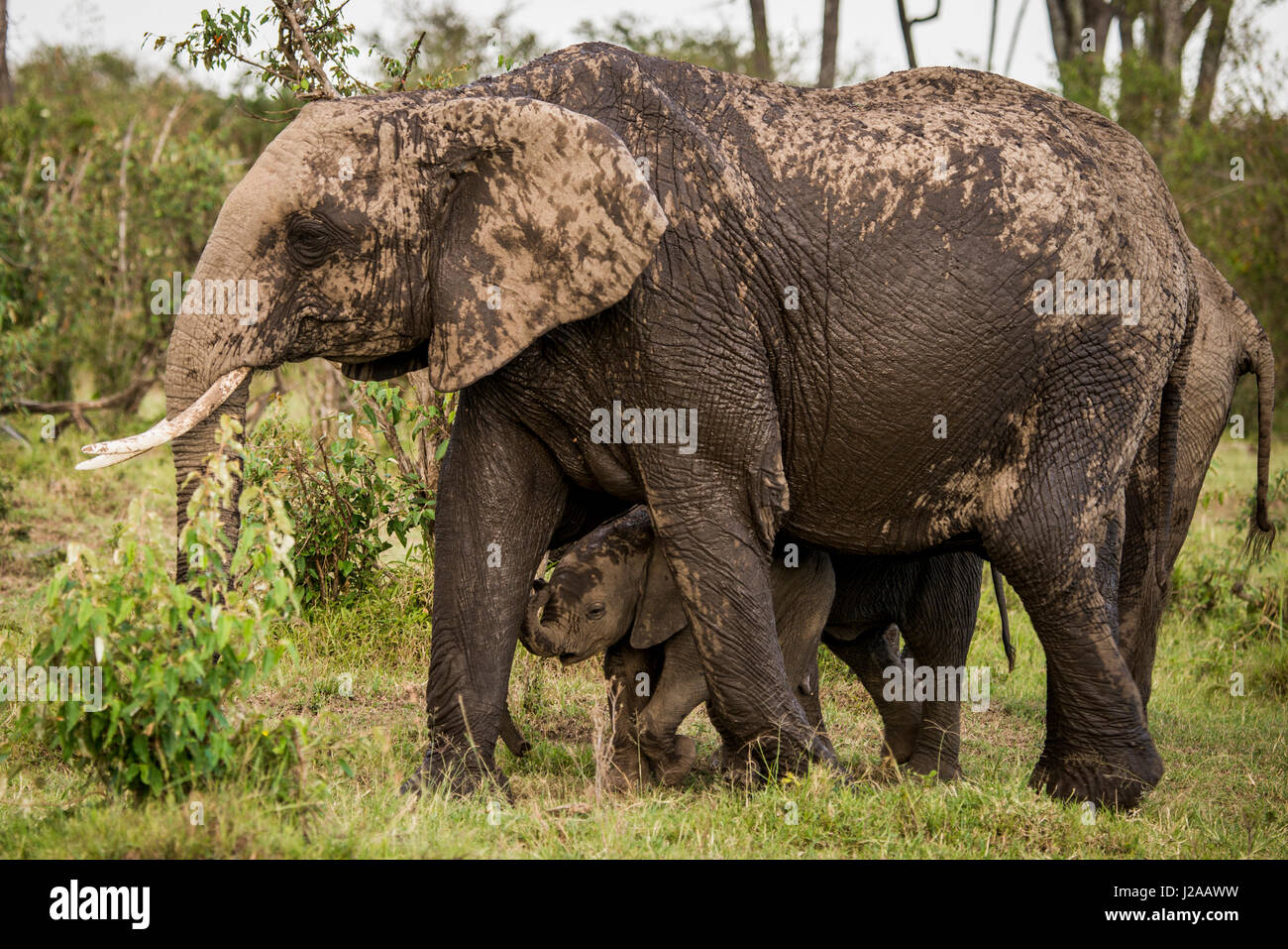 East Africa, Kenya, Maasai Mara National Reserve, Mara Conservancy ...