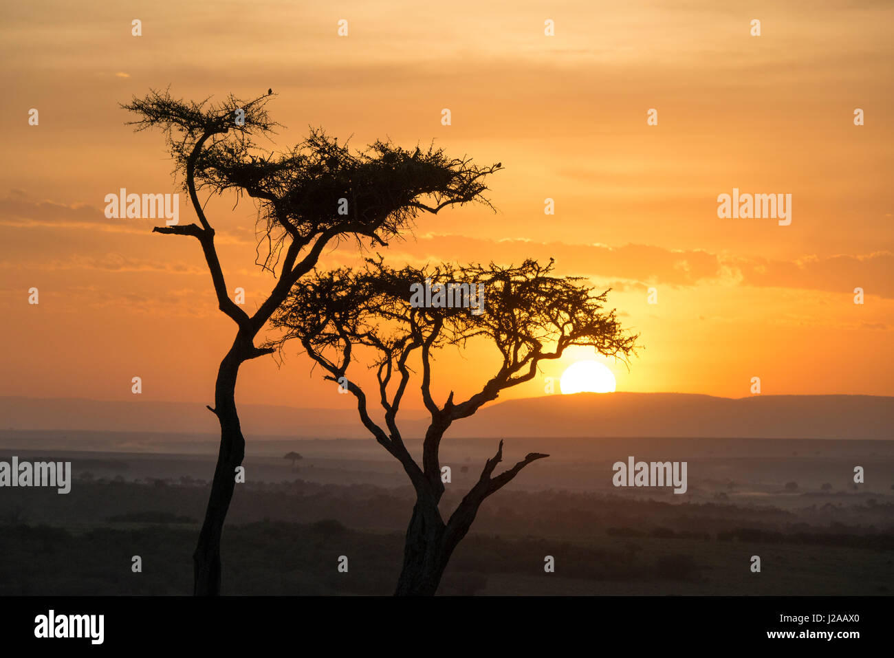 East Africa, Kenya, Maasai Mara National Reserve, Mara Conservancy ...