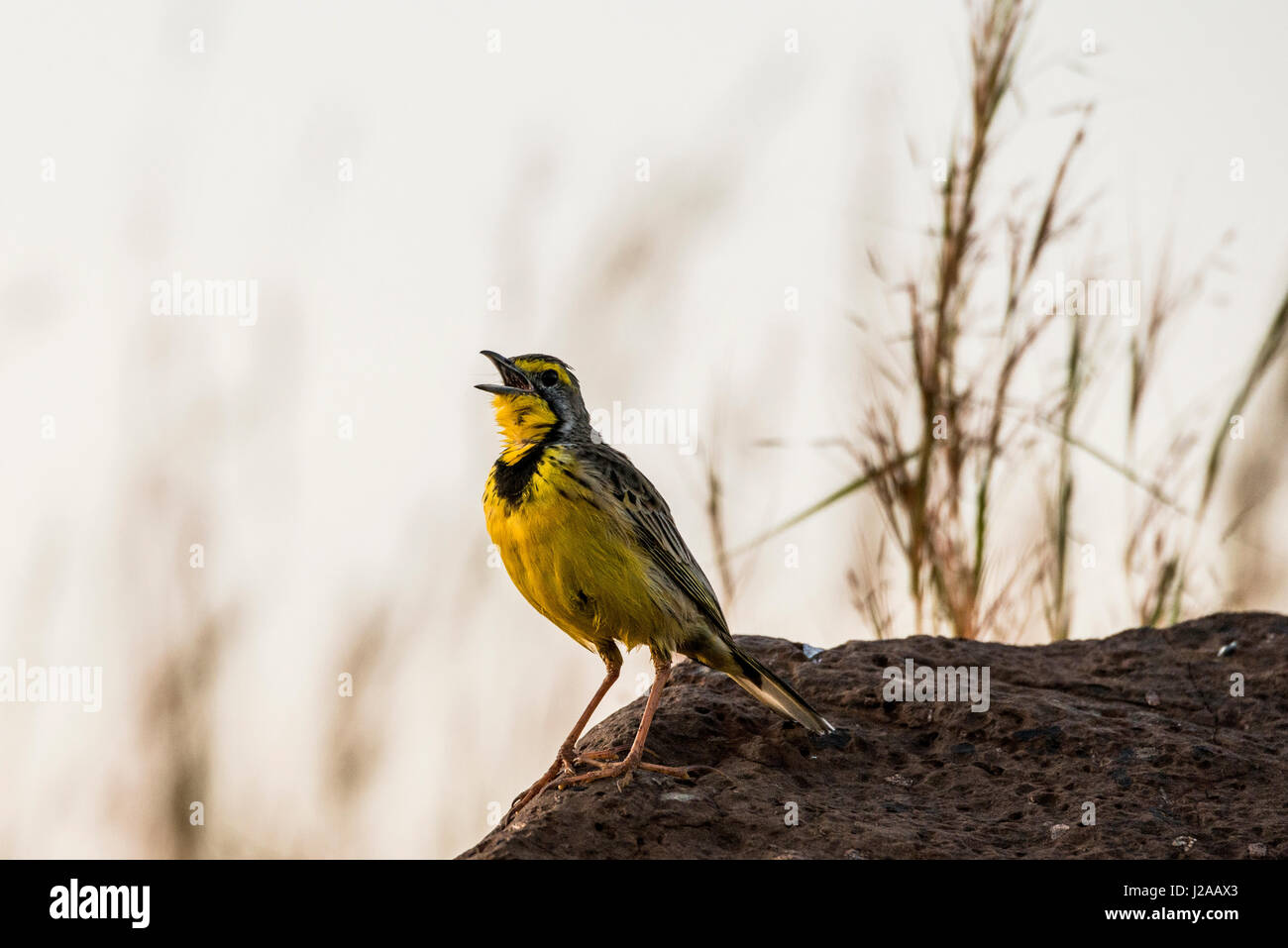 East Africa, Kenya, Maasai Mara National Reserve, Mara Conservancy ...