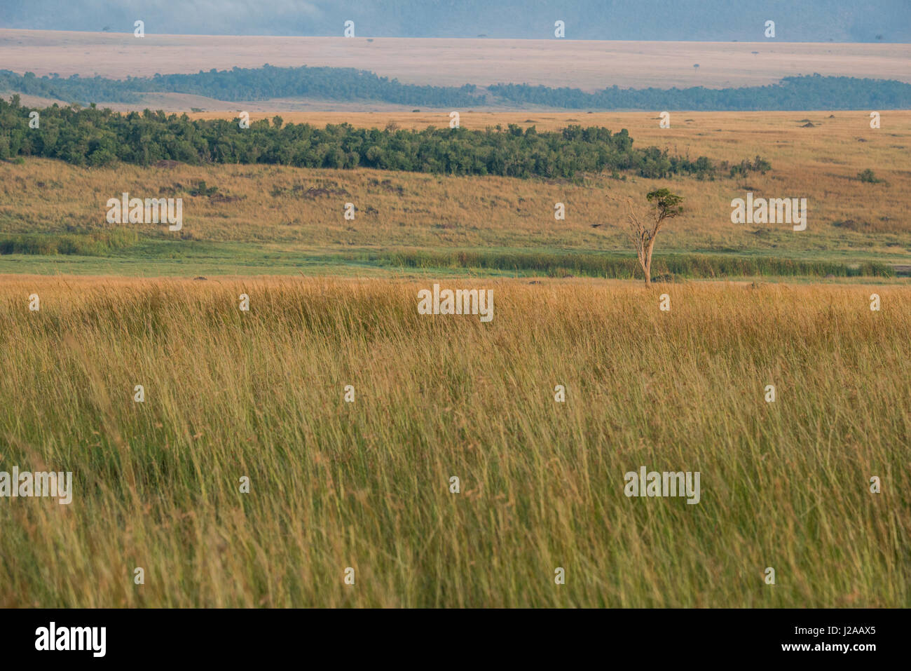 East Africa, Kenya, Maasai Mara National Reserve, Mara Conservancy ...