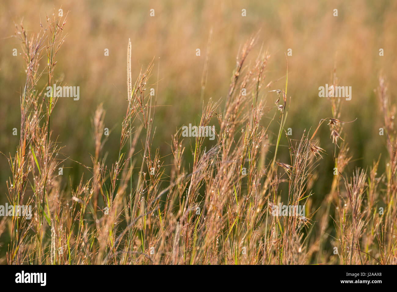 East Africa, Kenya, Maasai Mara National Reserve, Mara Conservancy ...