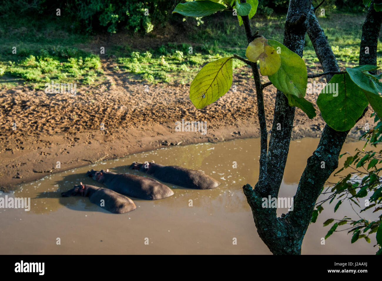 East Africa, Kenya, Maasai Mara National Reserve, Mara Conservancy ...