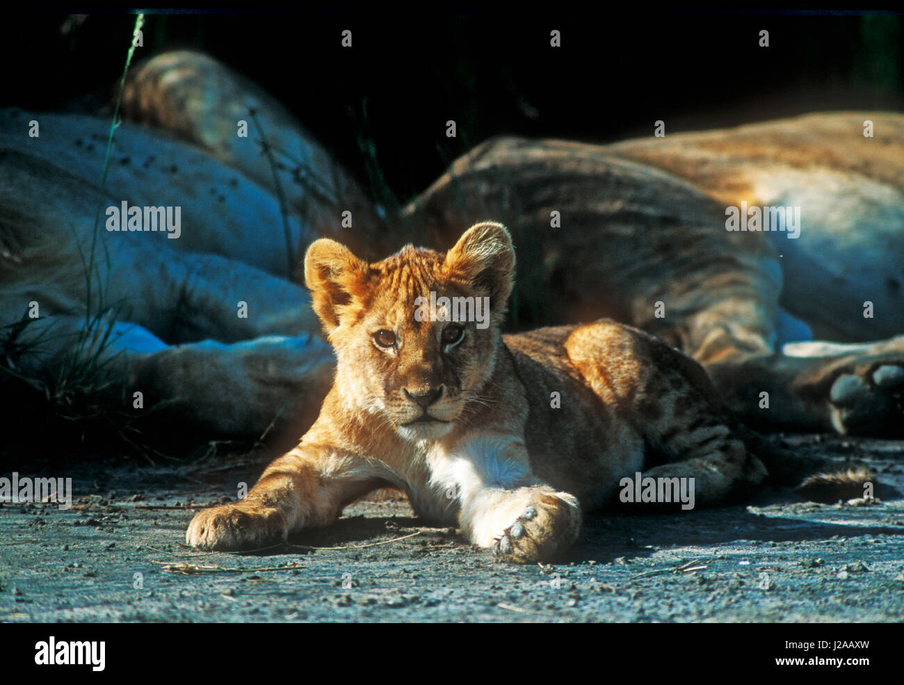African Lion (Panthera leo) Cub Resting with it's Family Stock Photo ...