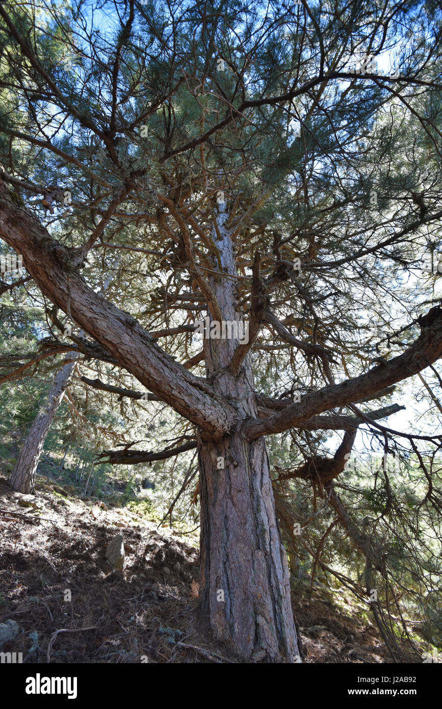 Corsican pine pinus nigra hi-res stock photography and images - Alamy