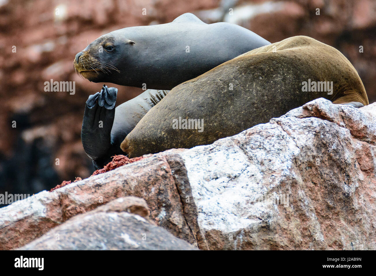 Peru, Ica, Pisco, The Islas Ballestas are a small group of islands off ...