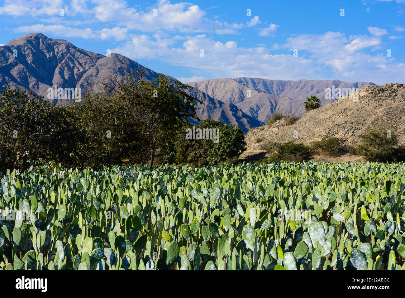 Peru, Ica, Nasca, Cactus Stock Photo - Alamy