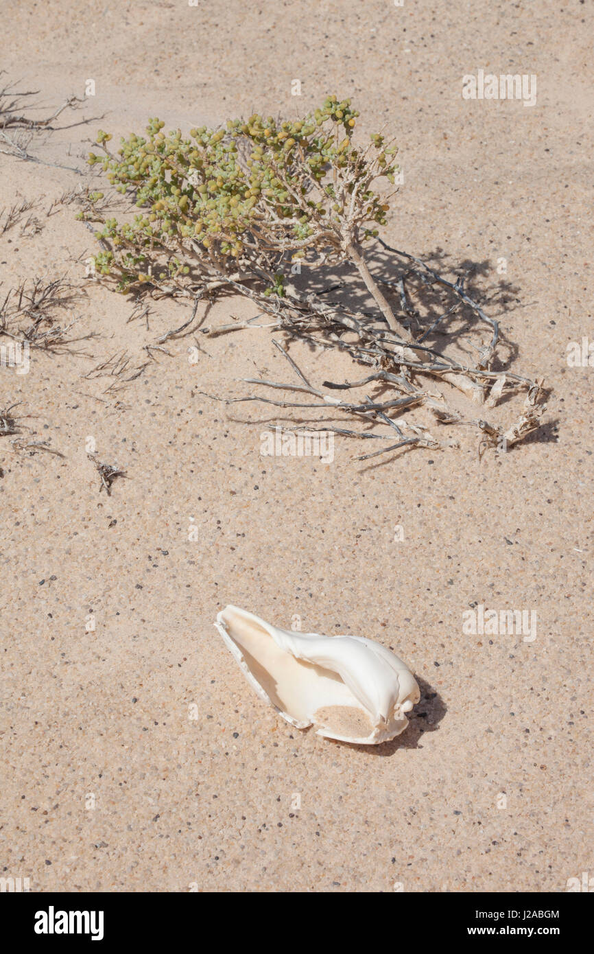 Africa, Western Sahara, Dakhla. Close-up of a shrub and shell sitting ...