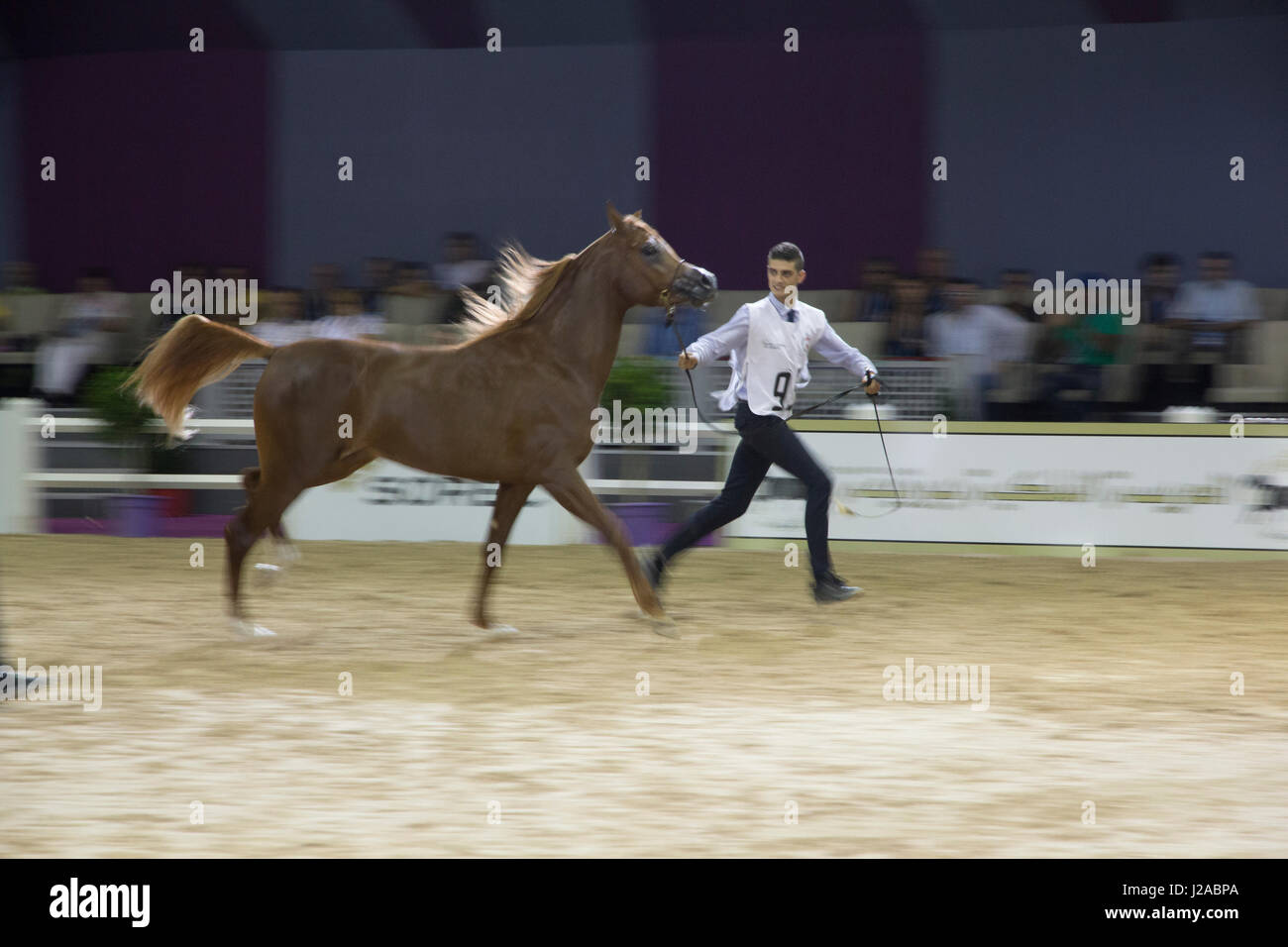 El jadida salon du cheval hi-res stock photography and images - Alamy