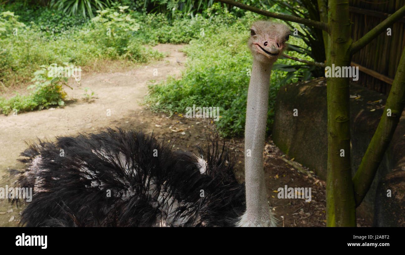 Common Ostrich. Struthio camelus Stock Photo - Alamy