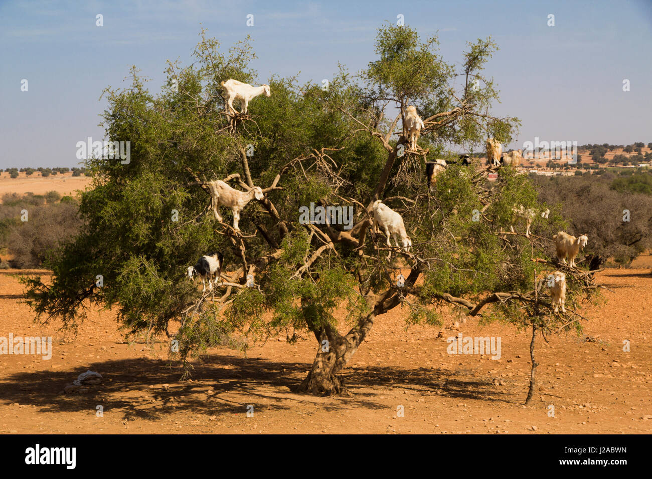 Morocco, Essaouira. Famous Argan tree-climbing goats. The goats eat the ...