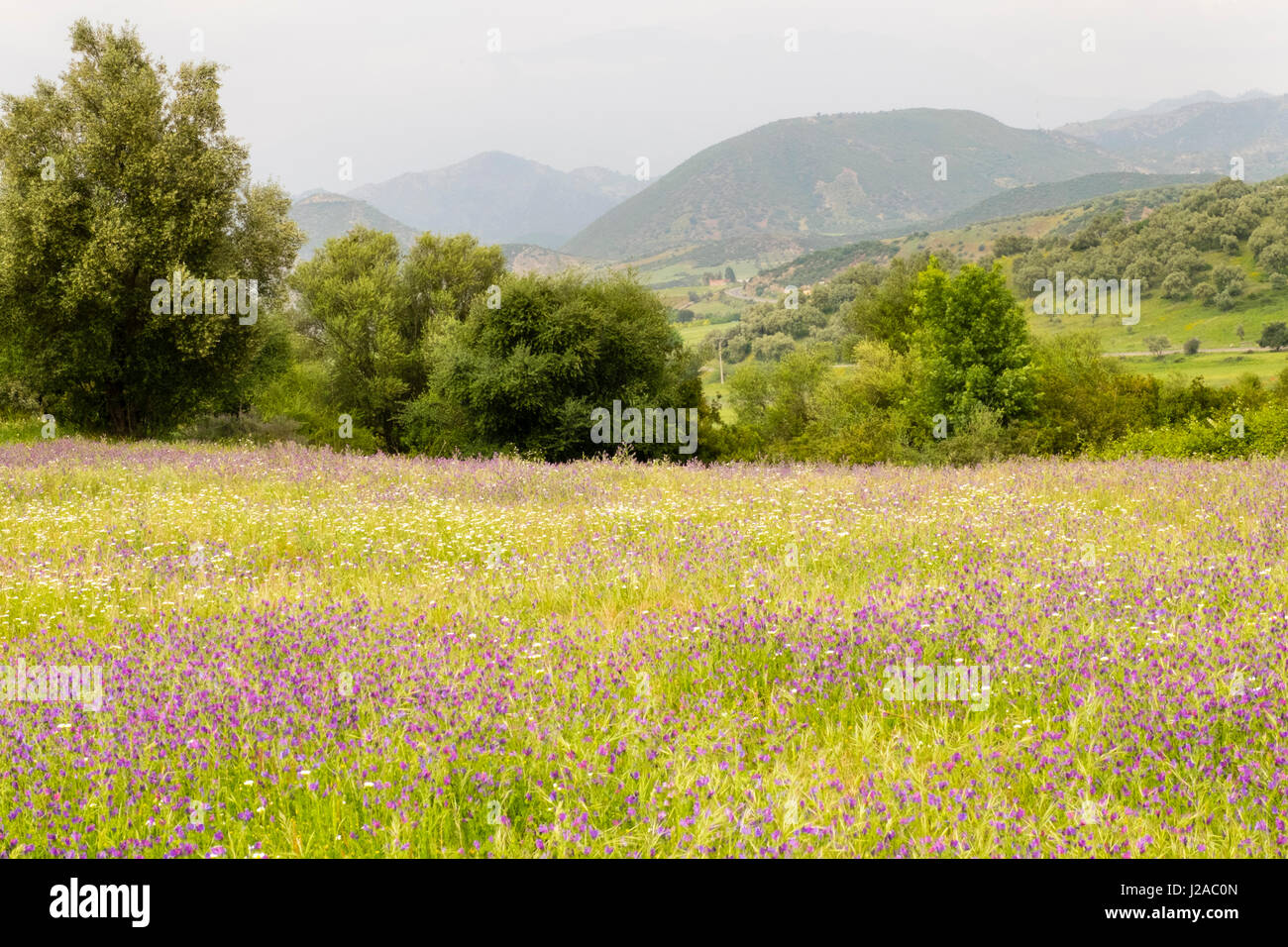 Spring flowers bloom morocco hi-res stock photography and images - Alamy