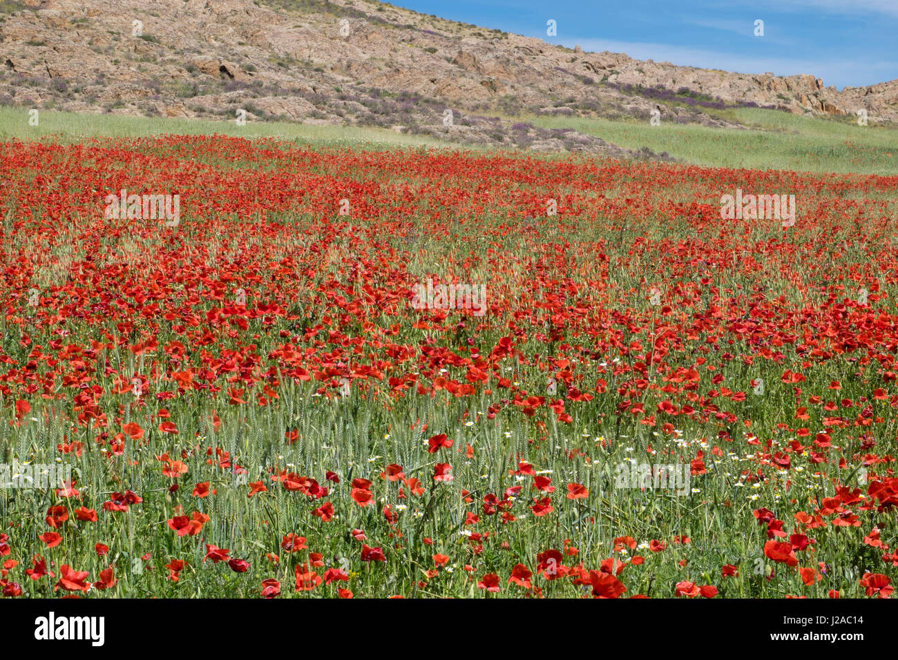 Spring flowers bloom morocco hi-res stock photography and images - Alamy