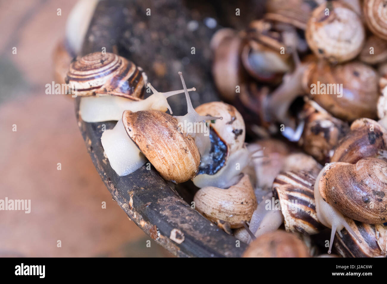 Medina escargot for sale hi-res stock photography and images - Alamy