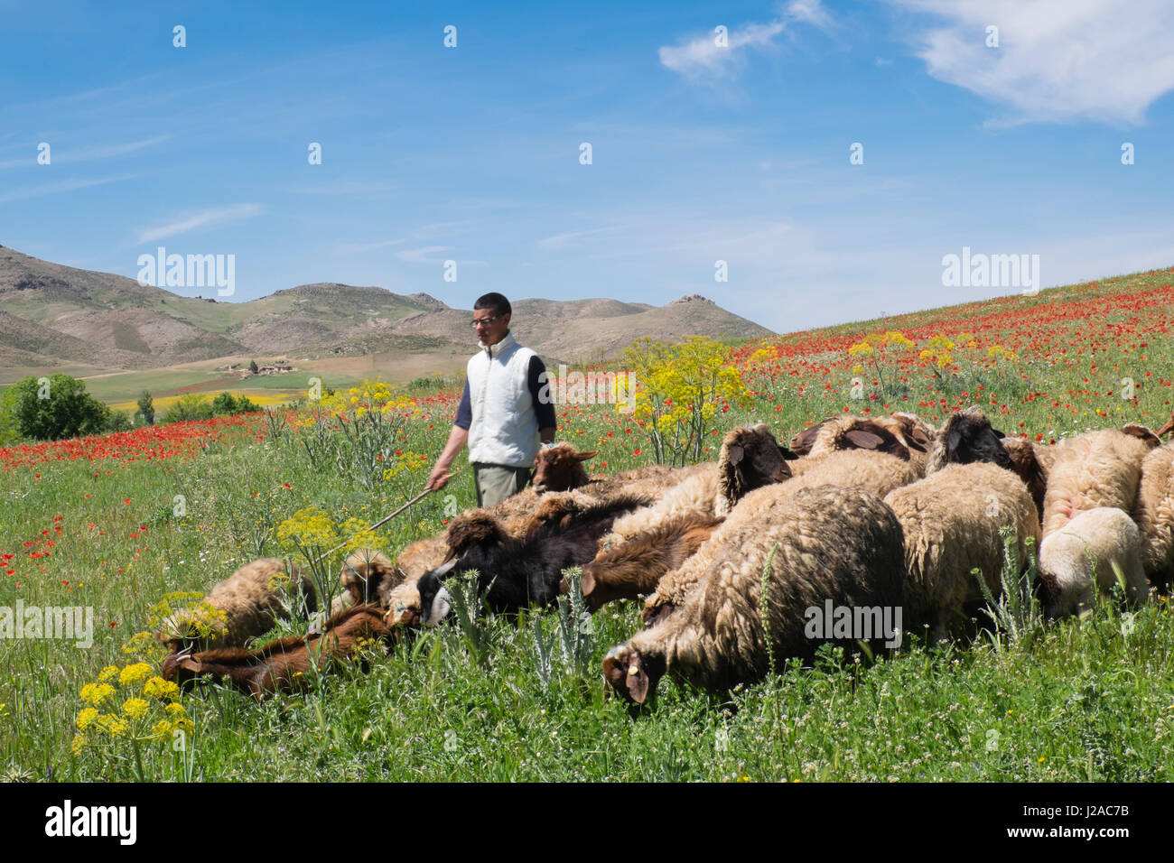 Morocco, Ifrane, shepherd with grazing sheep in flowering field ...