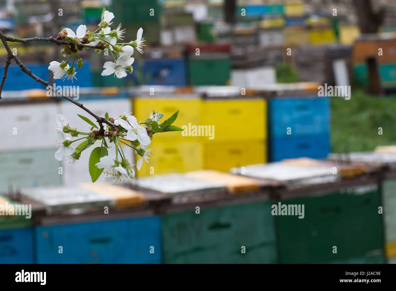 colored beehives in a green garden with blooming tree white flower in ...