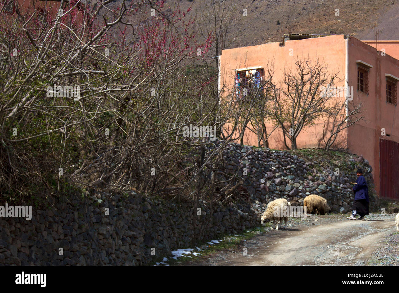 Morocco, Imlil. Sheep and Berber man Stock Photo - Alamy