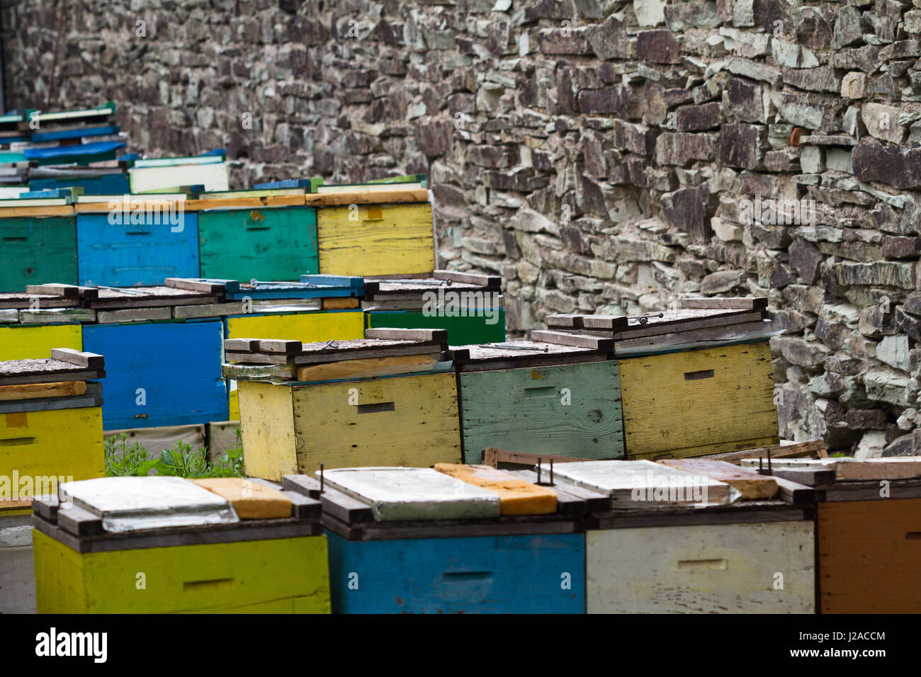 rows of colored beehives in a green garden near a stone wall springtime ...