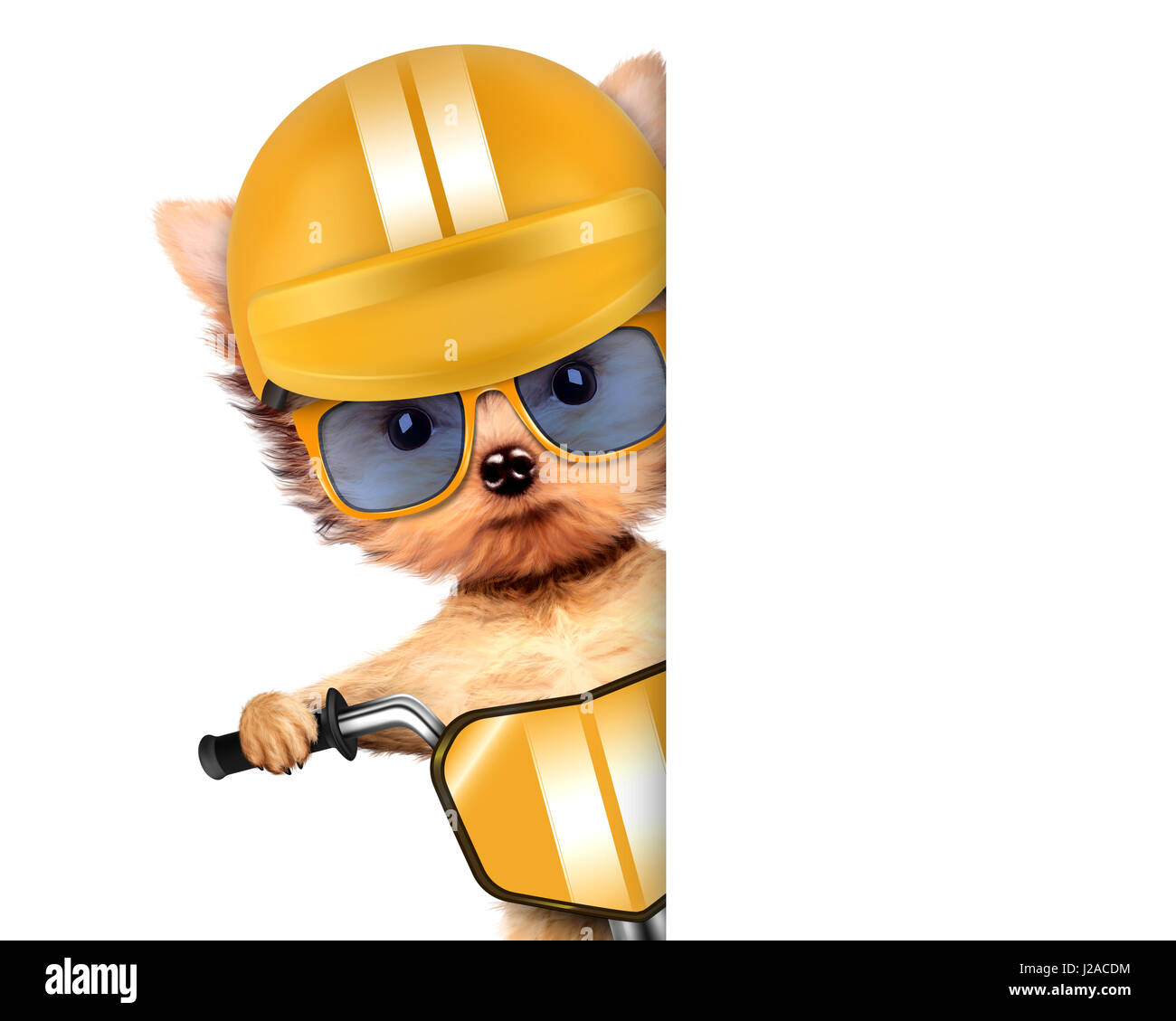 Funny racer dog with bike, helmet and sunglasses Stock Photo - Alamy