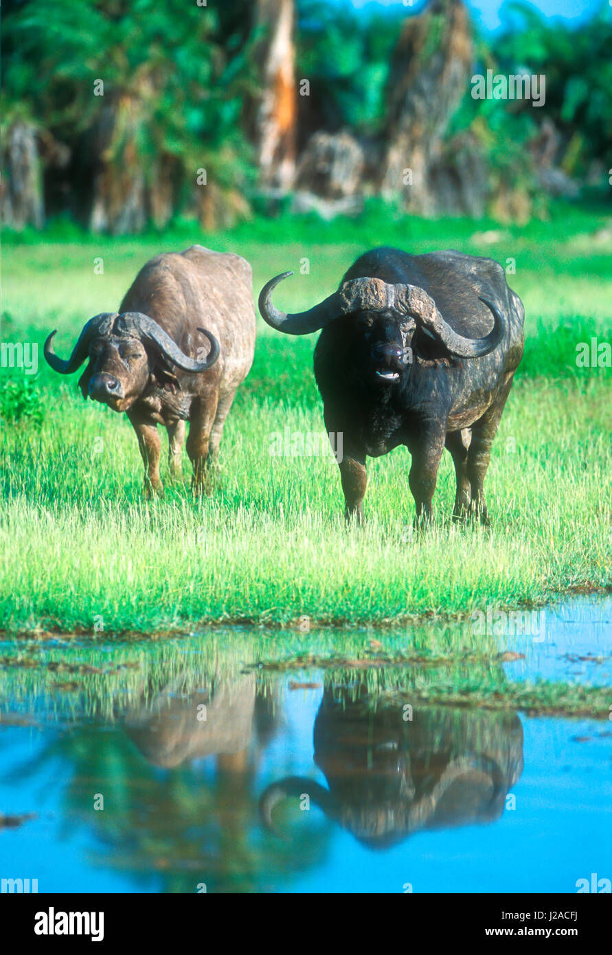 A male and female water buffalo pair, warily looking at photographer ...