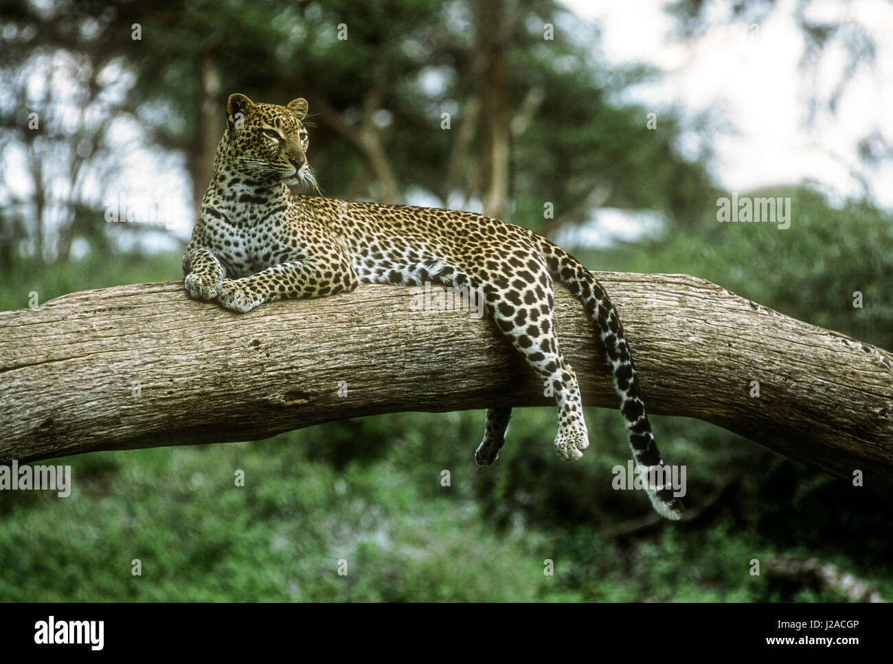 An alert leopard rest on a log Stock Photo - Alamy
