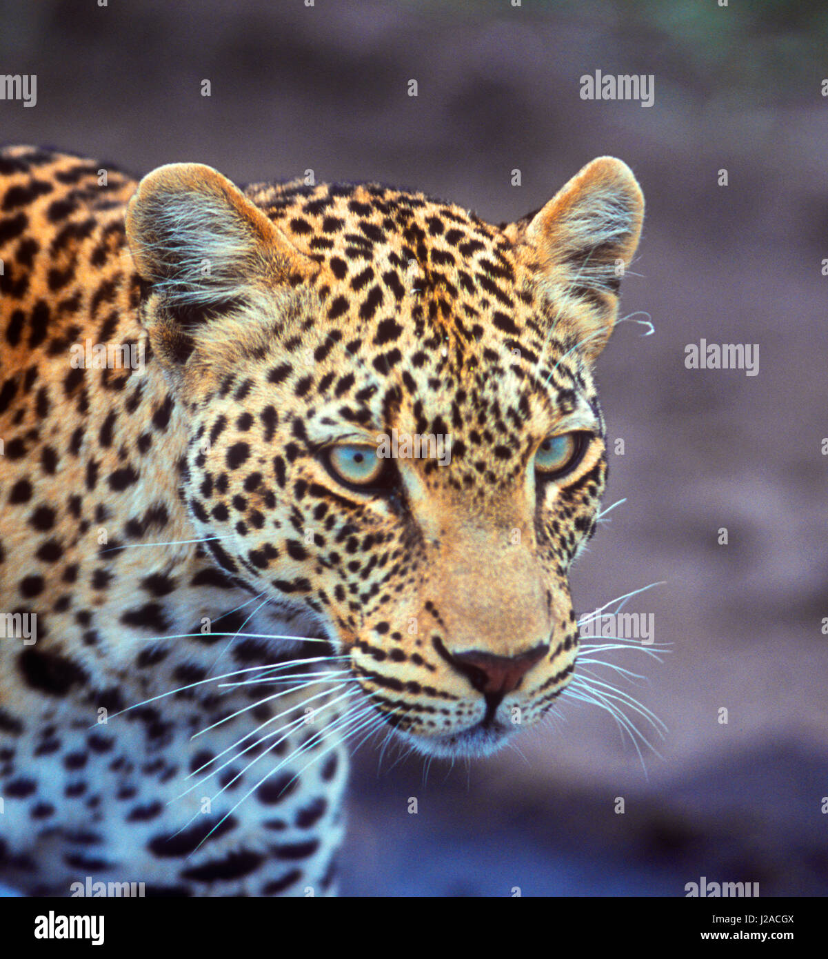 A leopard hunting in a forest in Kenya Stock Photo - Alamy