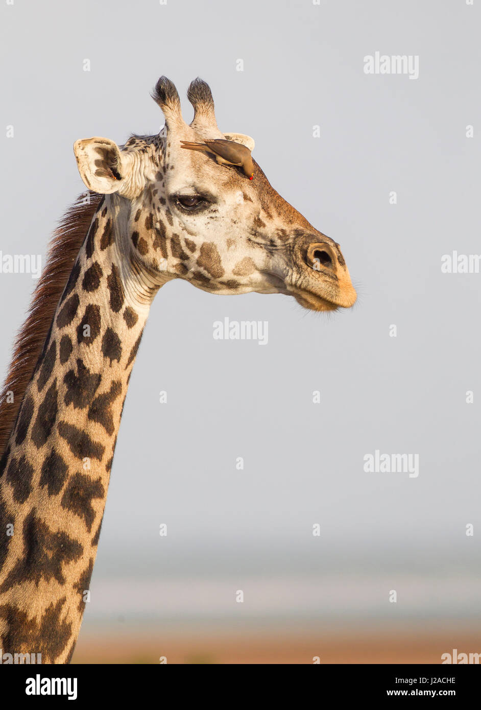 Portrait of a bull Masai giraffe (G. c. tippelskirchi), profile view ...