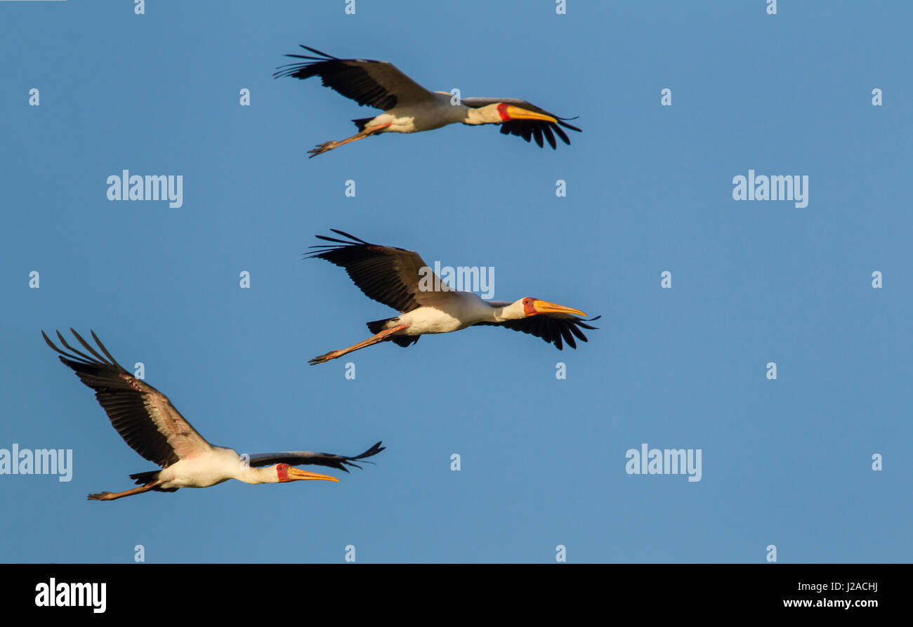 Three yellow-billed stork fly in formation, wings outstretched ...