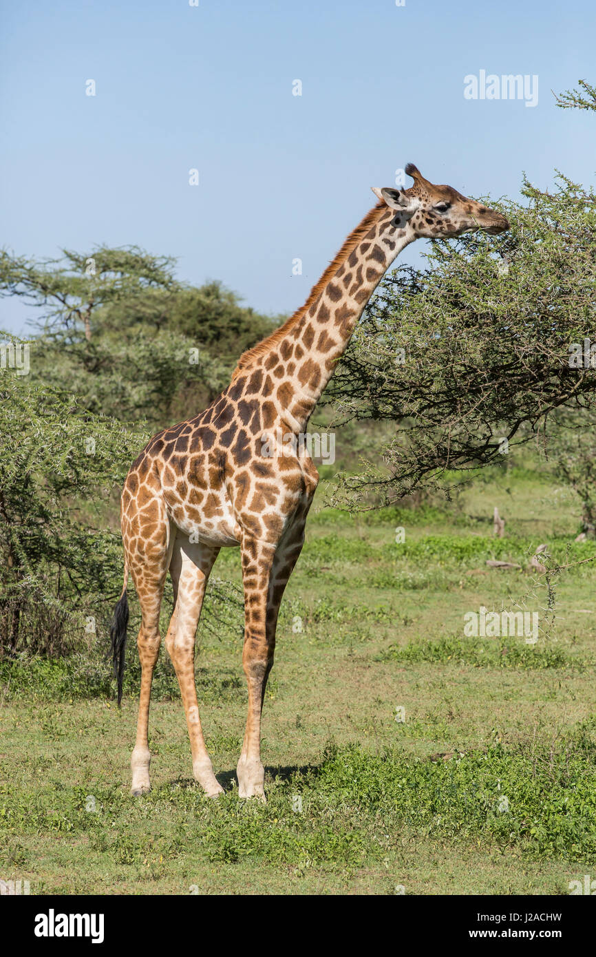 Adult giraffe stands tall, eating acacia leaves from upper parts of ...