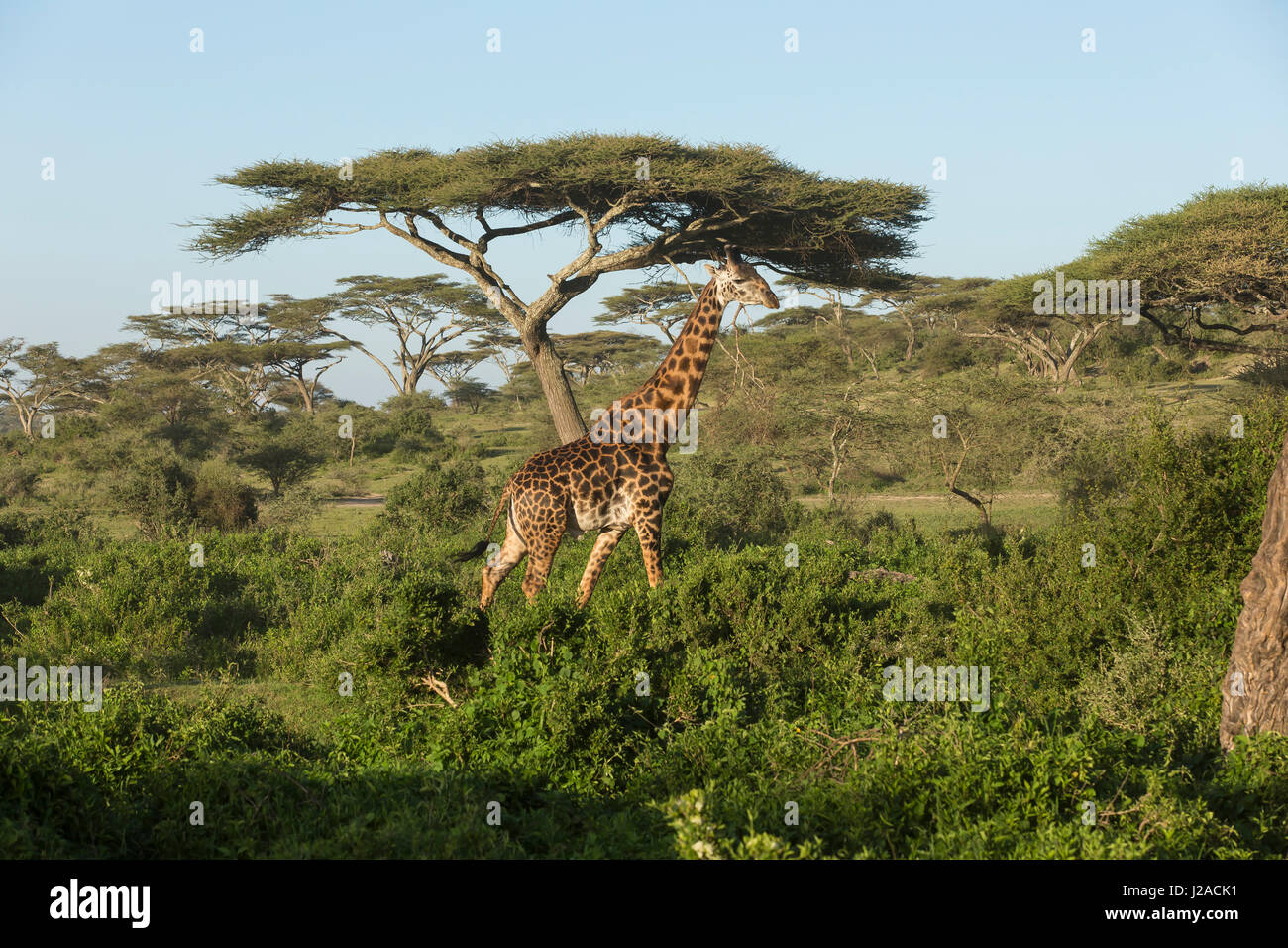 Landscape of erect adult Masai giraffe walks through green shrubs and ...