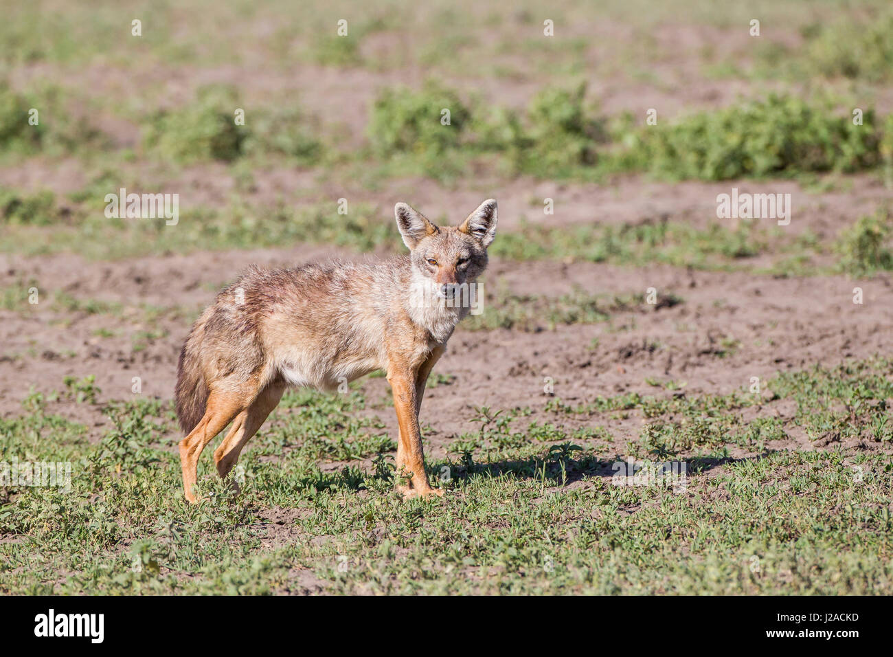 Jackal Face