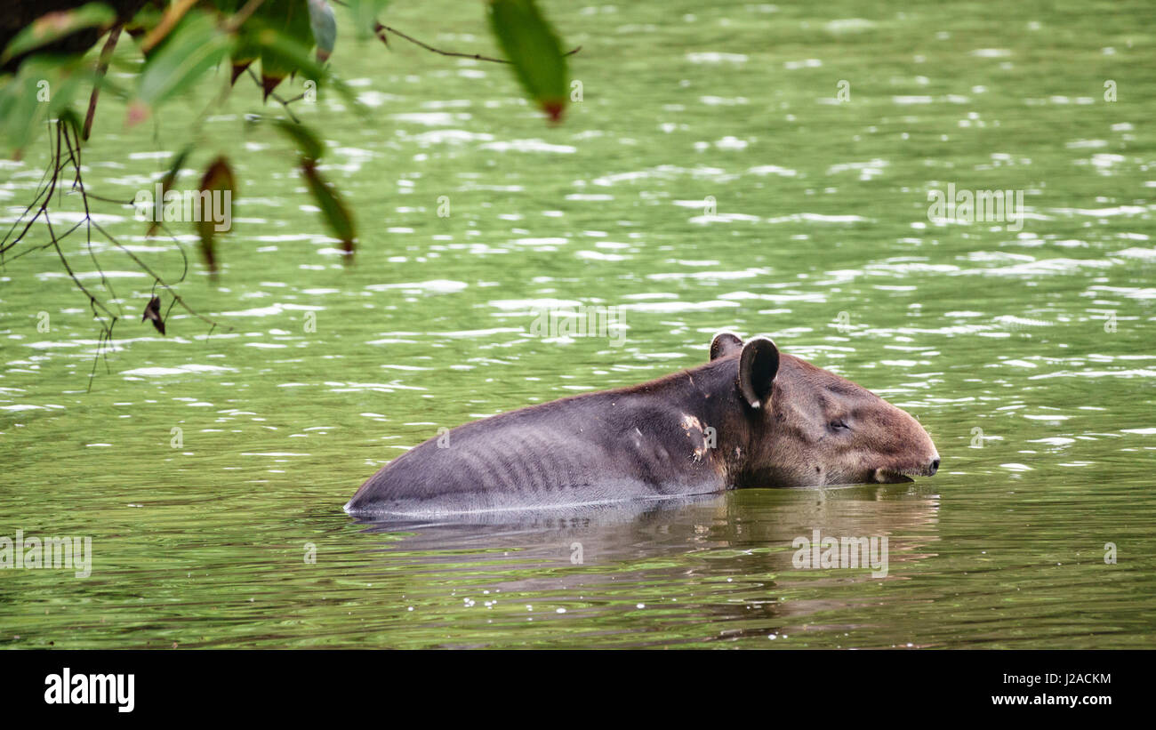Wild wounded tapir crossing a river Stock Photo - Alamy