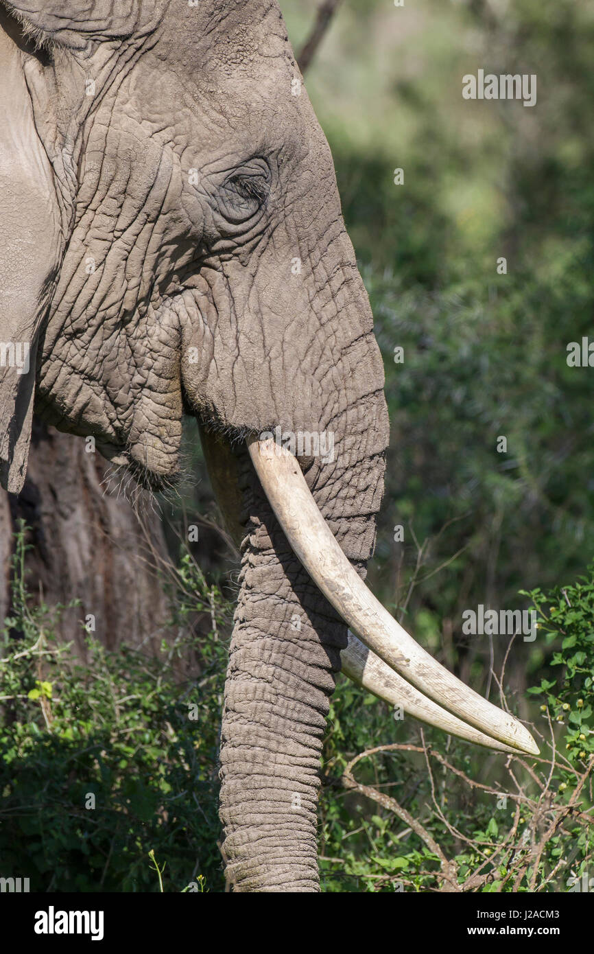 Old elephant, head, trunk and tusks, close-up photo Stock Photo - Alamy