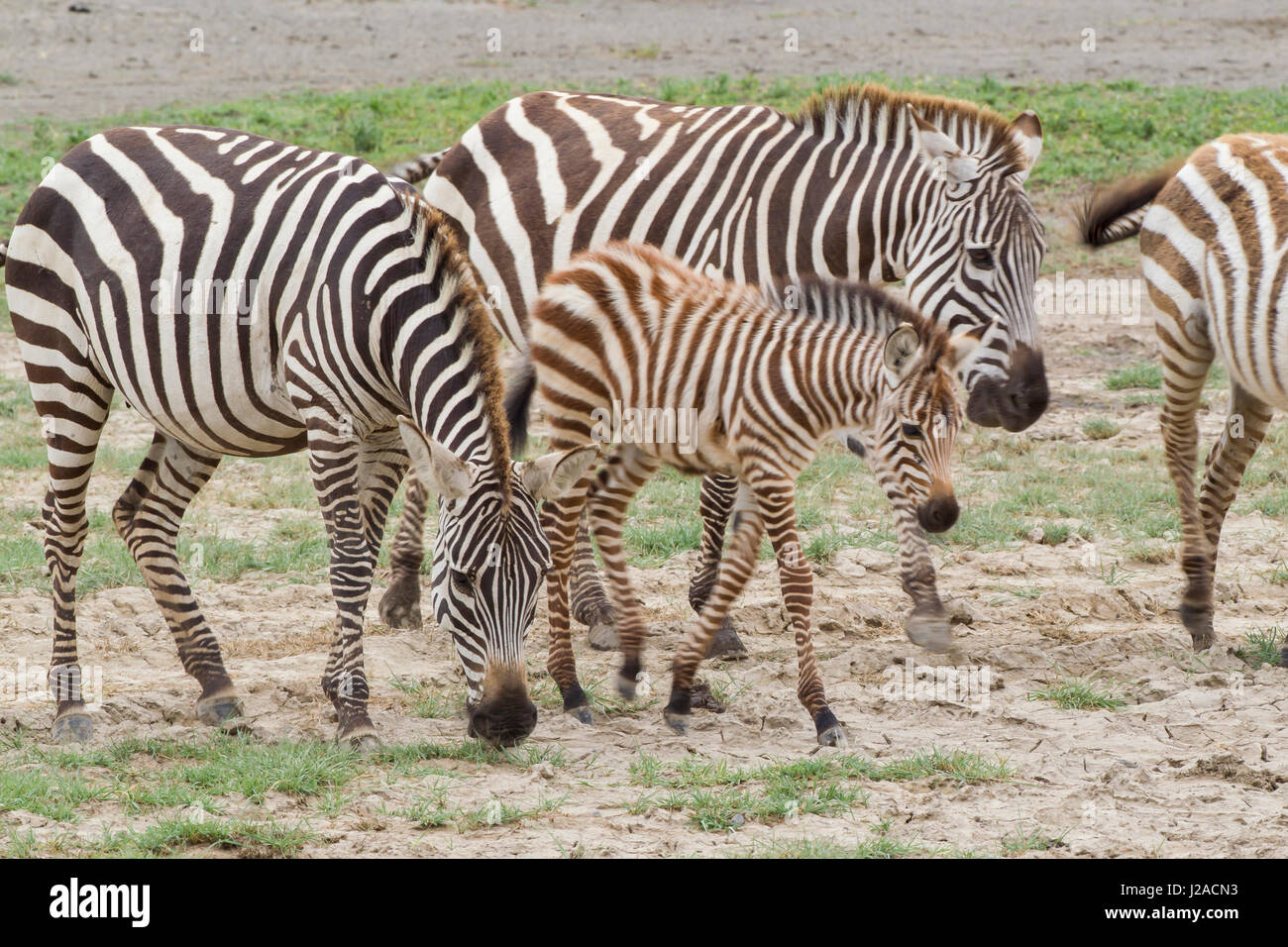 Two adult plains zebras walk with a young colt, one adult grazing on ...