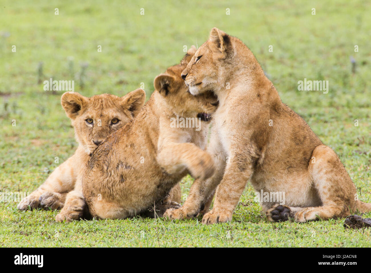 Three lion cubs play on the grass, one sitting, one embracing it, and ...
