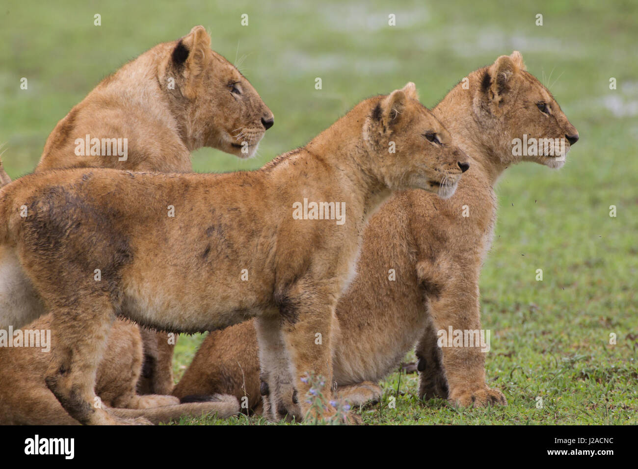 Three lion cubs of varying ages, two sitting and one standing, all side ...