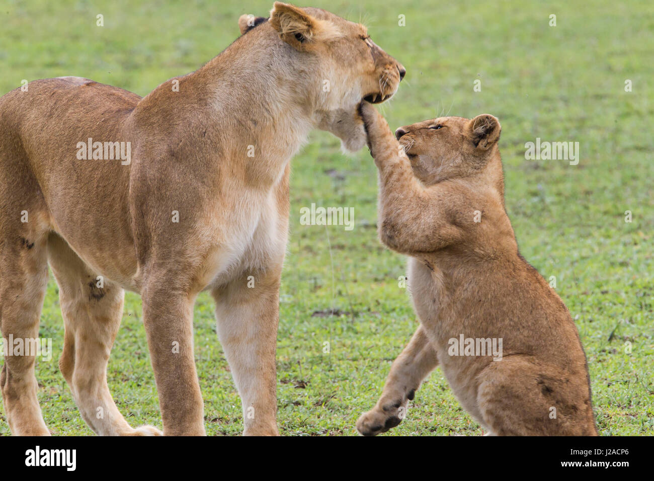 Lion cub rising to standing lioness hi-res stock photography and images ...