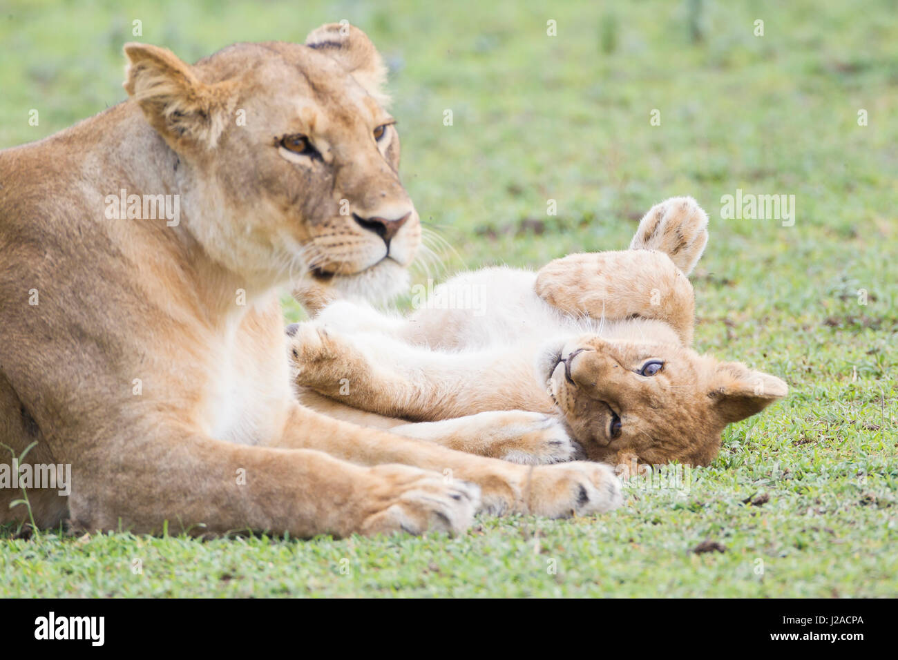 Young lion cub lying on its back, paw outstretched to its mother ...