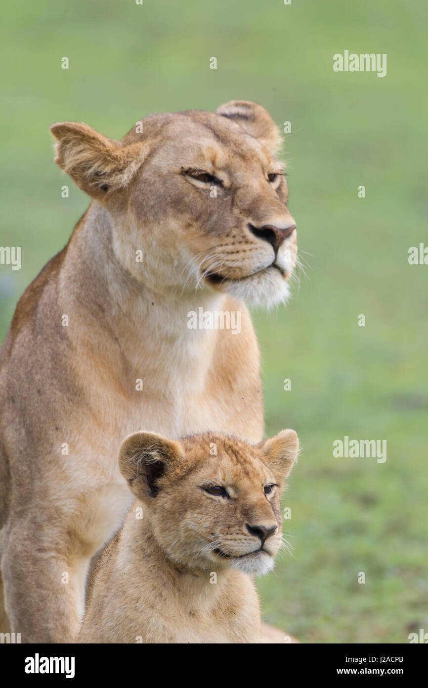 Lioness with its female cub, standing together, side by side Stock ...