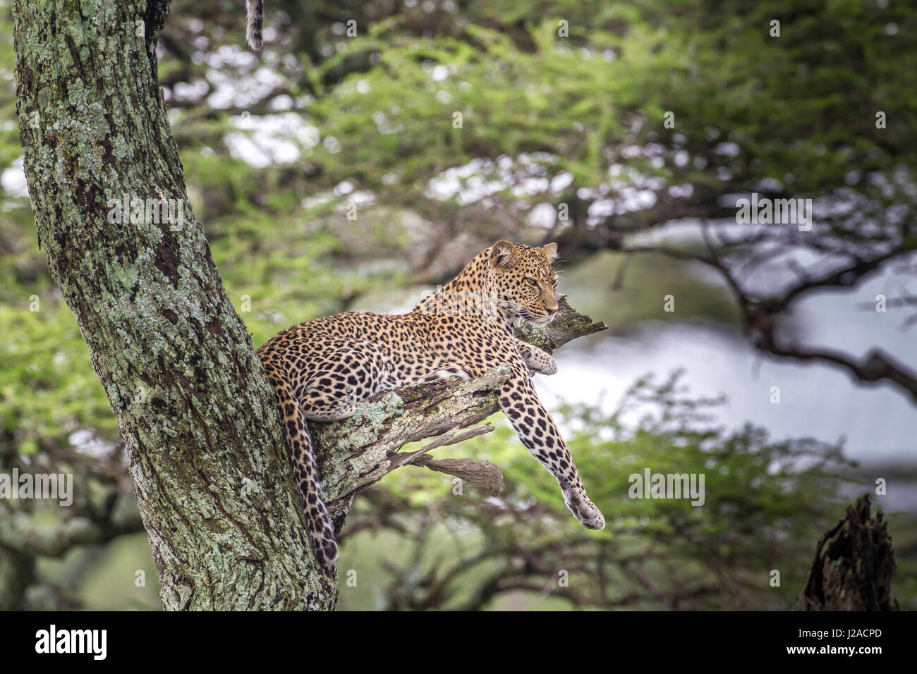 Leopard on acacia branch hi-res stock photography and images - Alamy