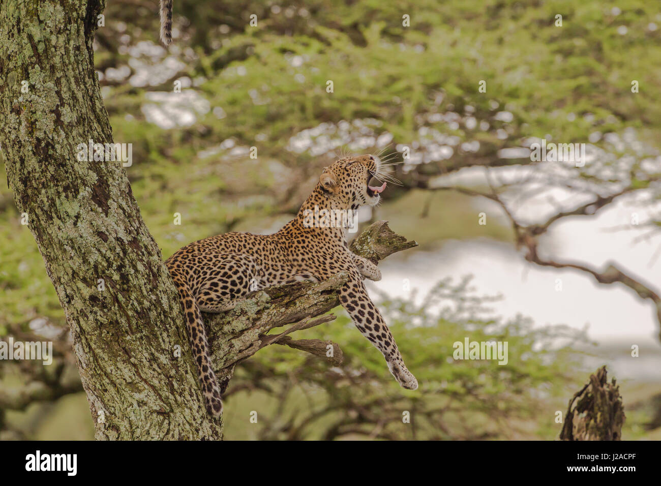 Leopard in tree ngorongoro hi-res stock photography and images - Alamy