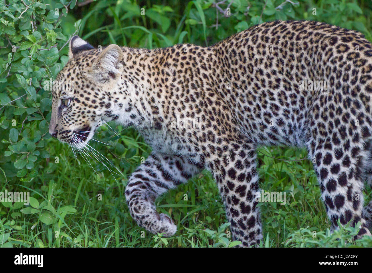 Leopard, profile view close-up, cautiously ready to take a step while ...