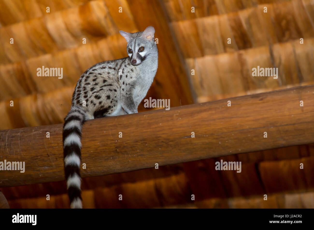 Wild small-spotted genet (Genetta genetta) sits on cross beam of a ...
