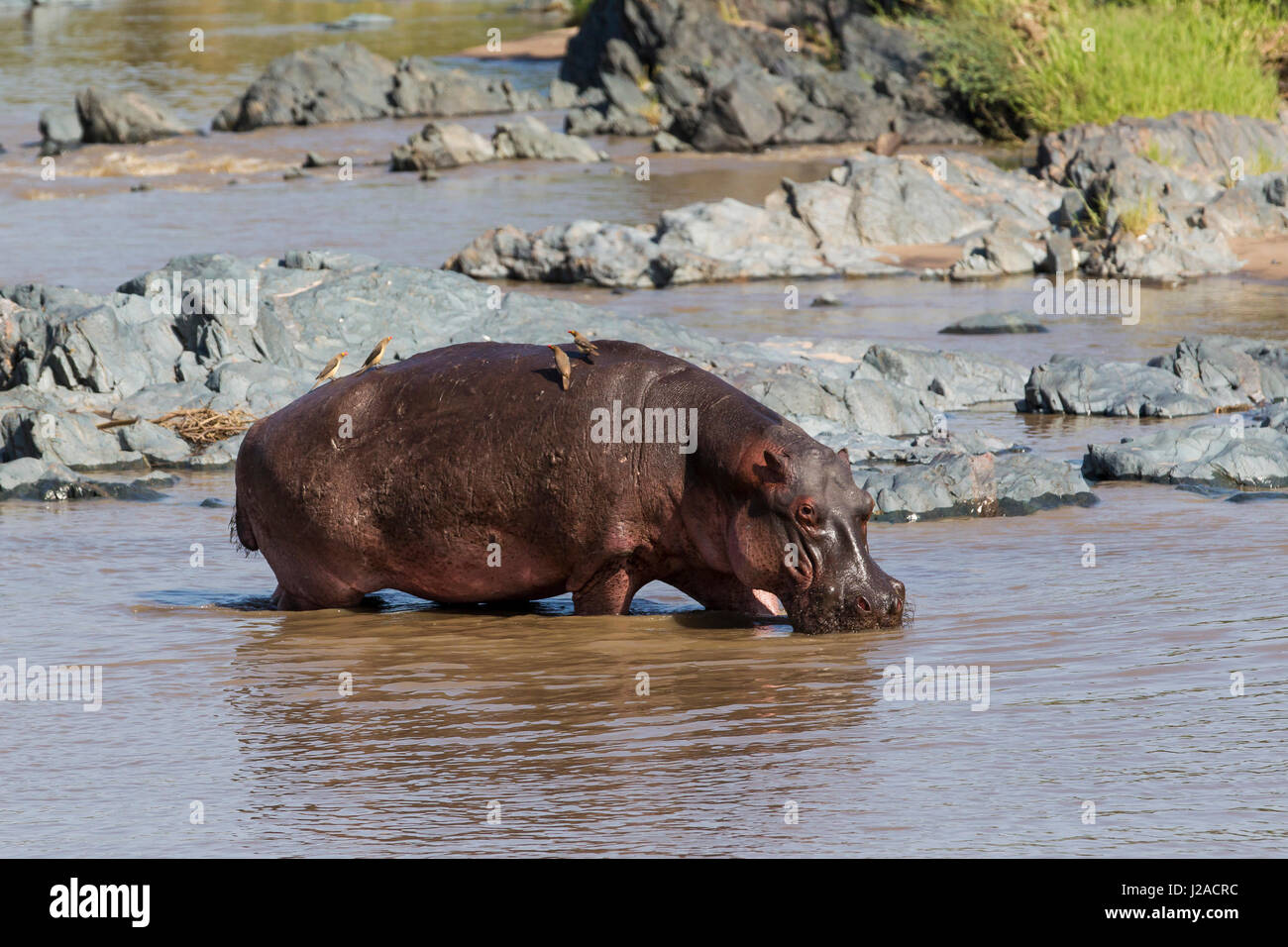 Four oxpecker birds perch on back of hippo standing in pool, drinking ...