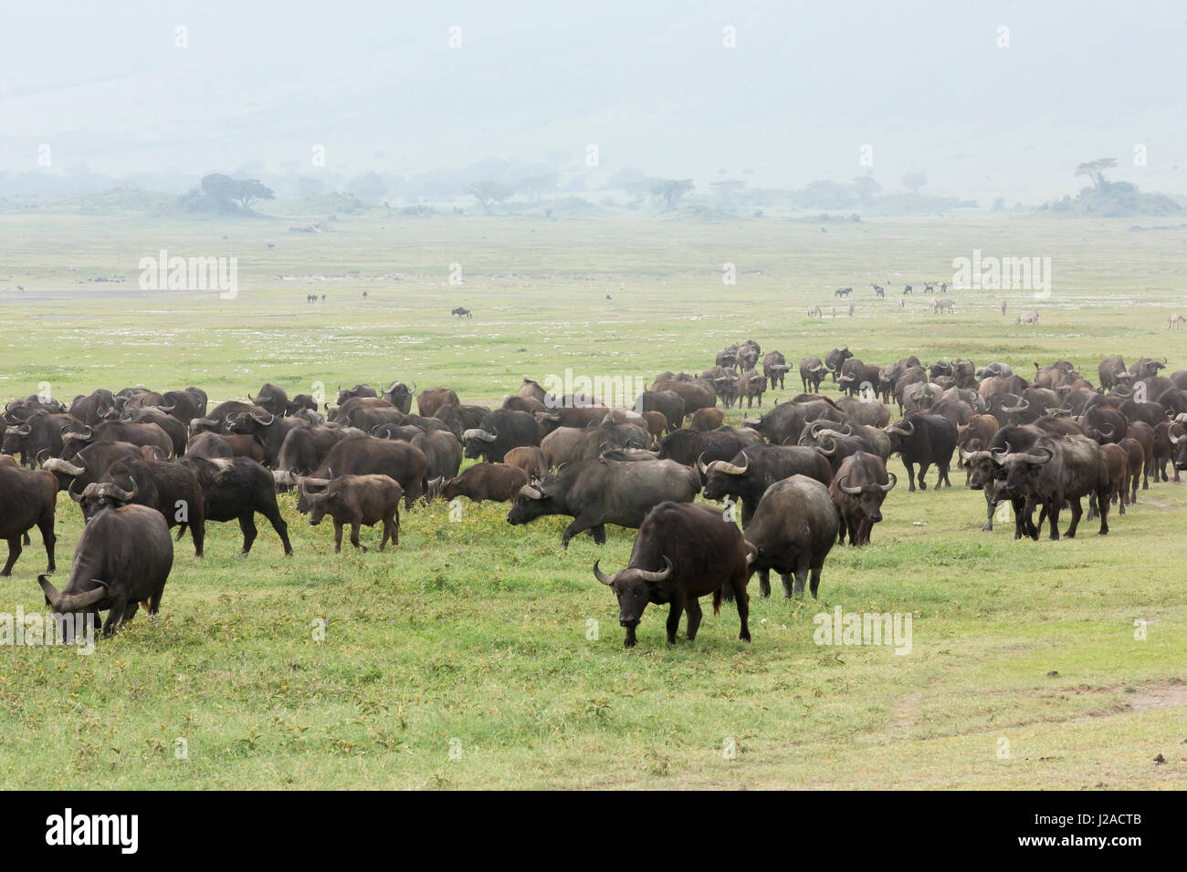 Herd of cape buffalo on migration, zebras in the background, grass and ...
