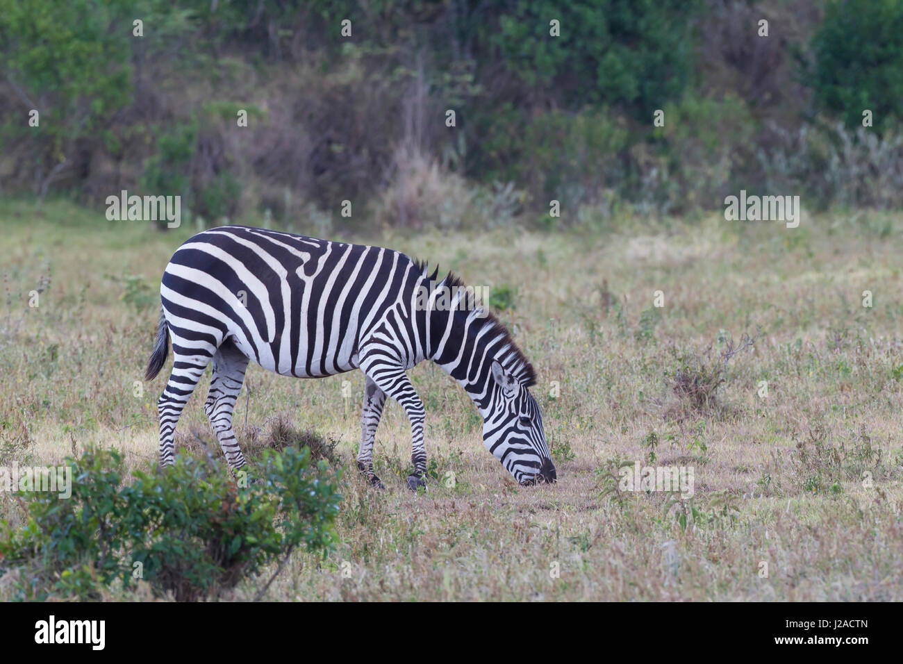 Single Plains Zebra (Equus quagg) presents a profile view while ...
